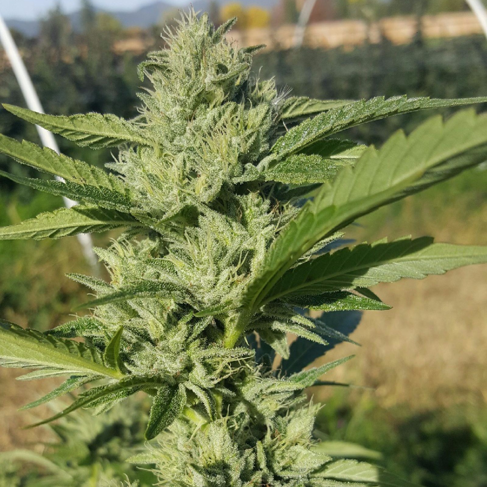 Sacred Flower Farms: Golden Lemons | Leafly